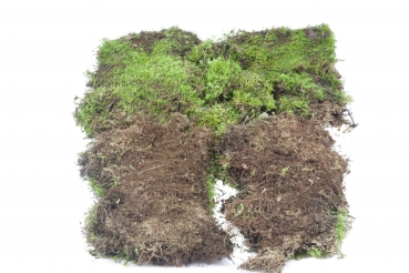Sheets of moss - Sphagnum Shop