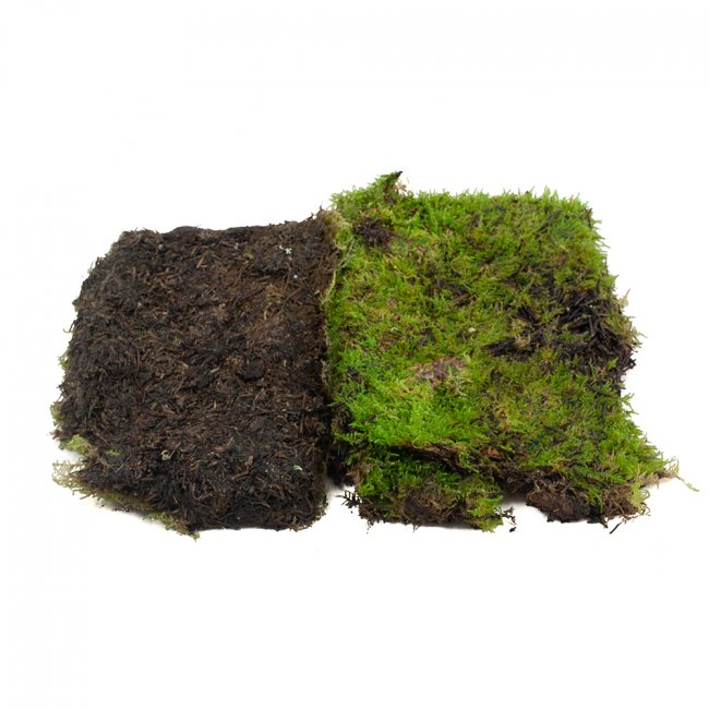 Sphagnum Moose, Vermiculit und Deko Moos | Sphagnum Shop