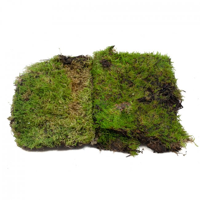 Sphagnum Moose, Vermiculit und Deko Moos | Sphagnum Shop